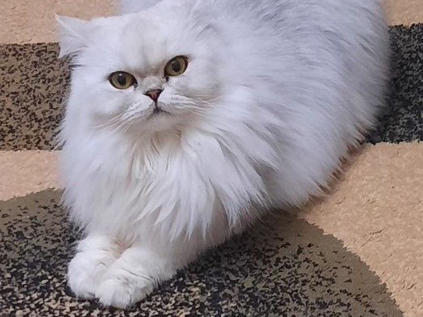 Хайленд-страйт Бесплатно