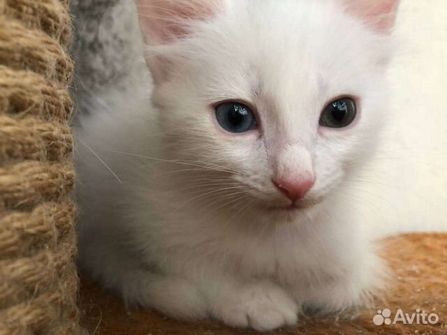 Беленький котёнок