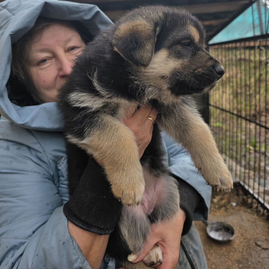Щенок в добрые руки