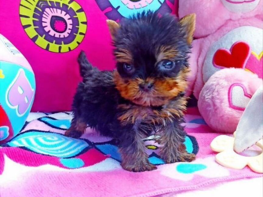 Щенки йоркширского терьера мини