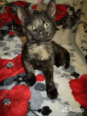 Котёнок ласковый