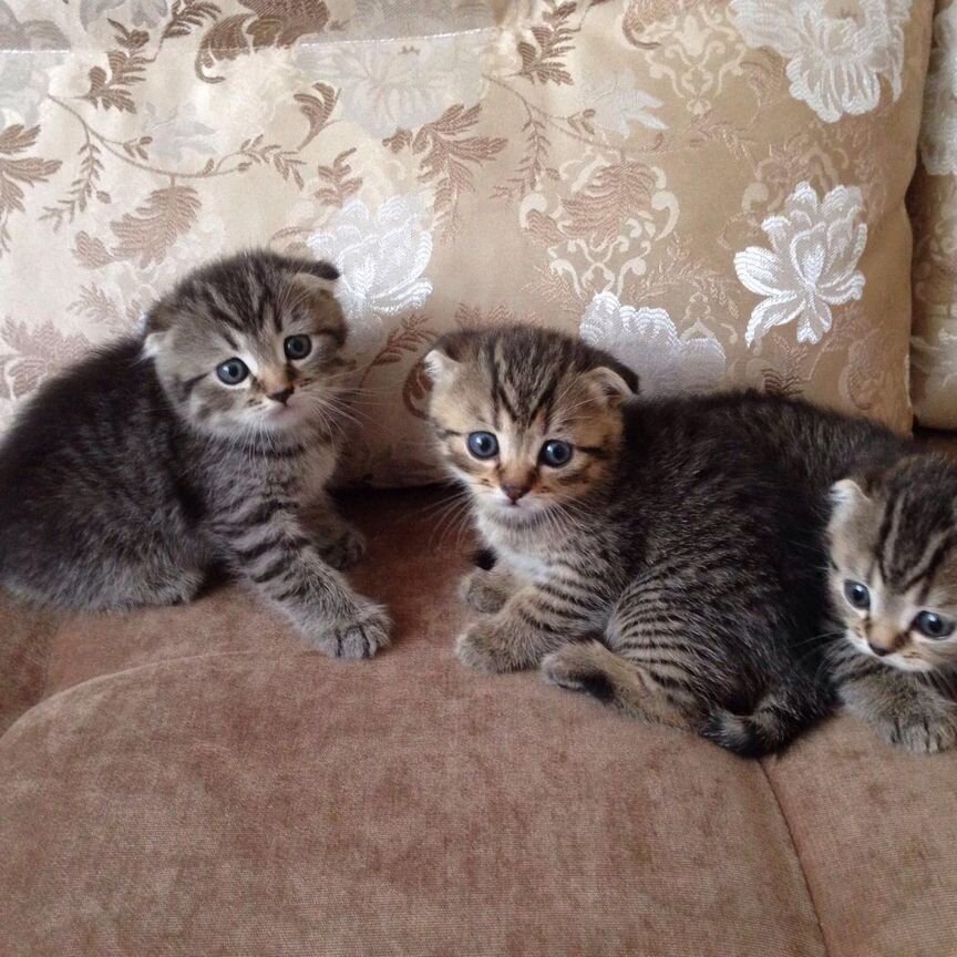 Шотландские вислоухие котята