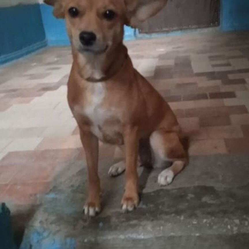 Маленькая собачка бесплатно