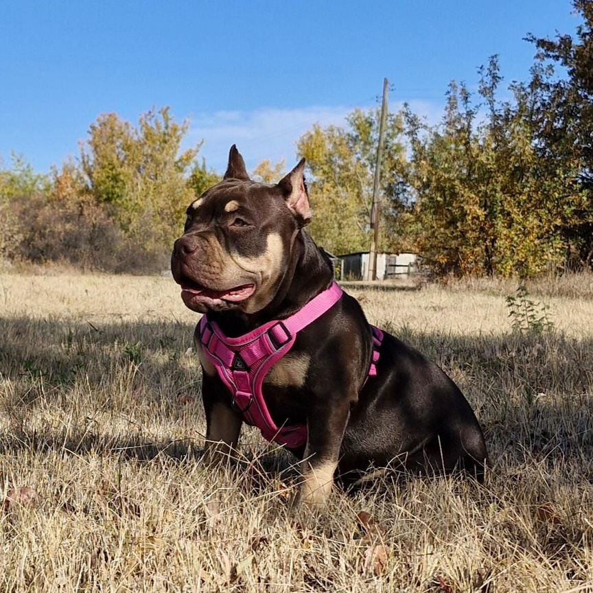 Американский булли