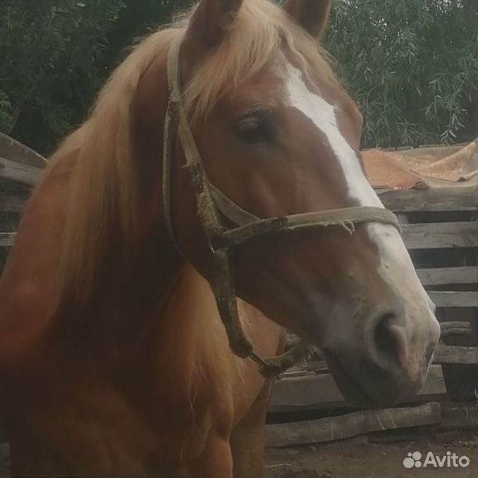 Жеребчик