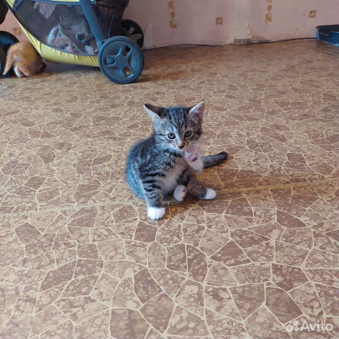 Котёнок само очарование