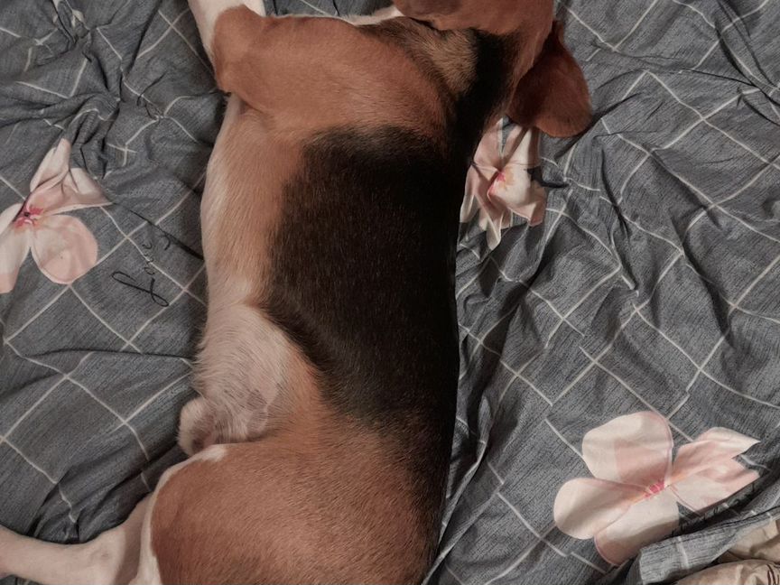 Вязка кобель бигль