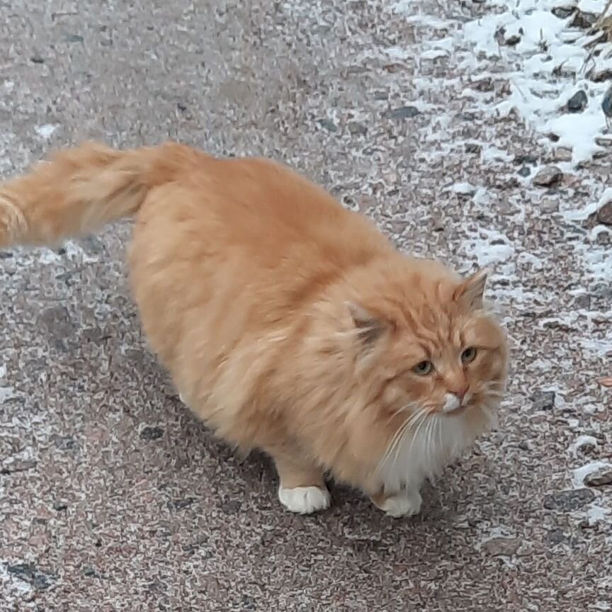 Рыжему котику из садоводства нужен дом
