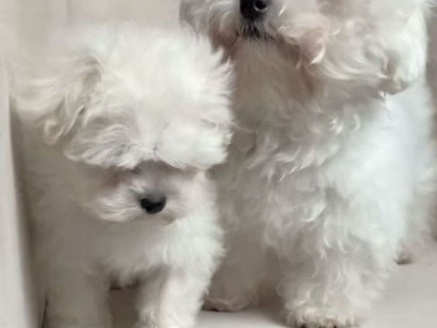 Щенки мальтипу в корейском типе