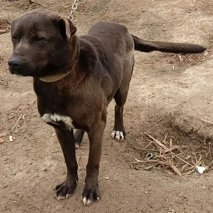 Взрослый пёс в добрые руки