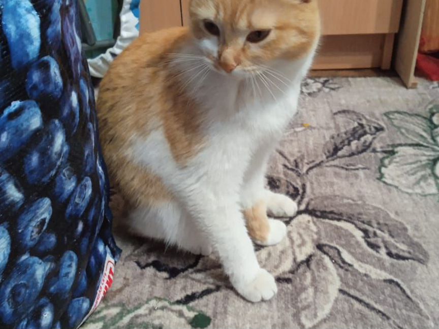 Кошечки- мышеловки, молоденькие