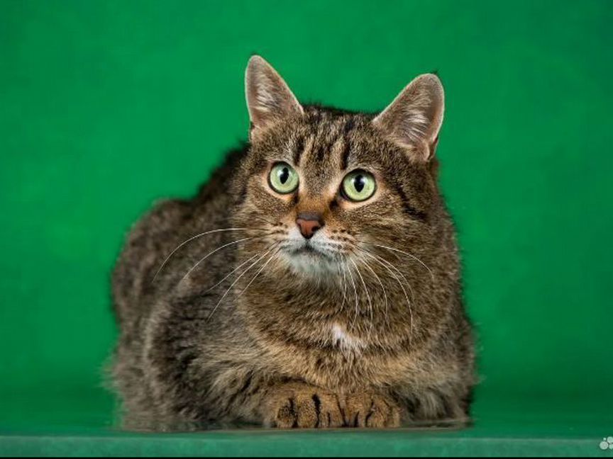 Мокка ищет дом