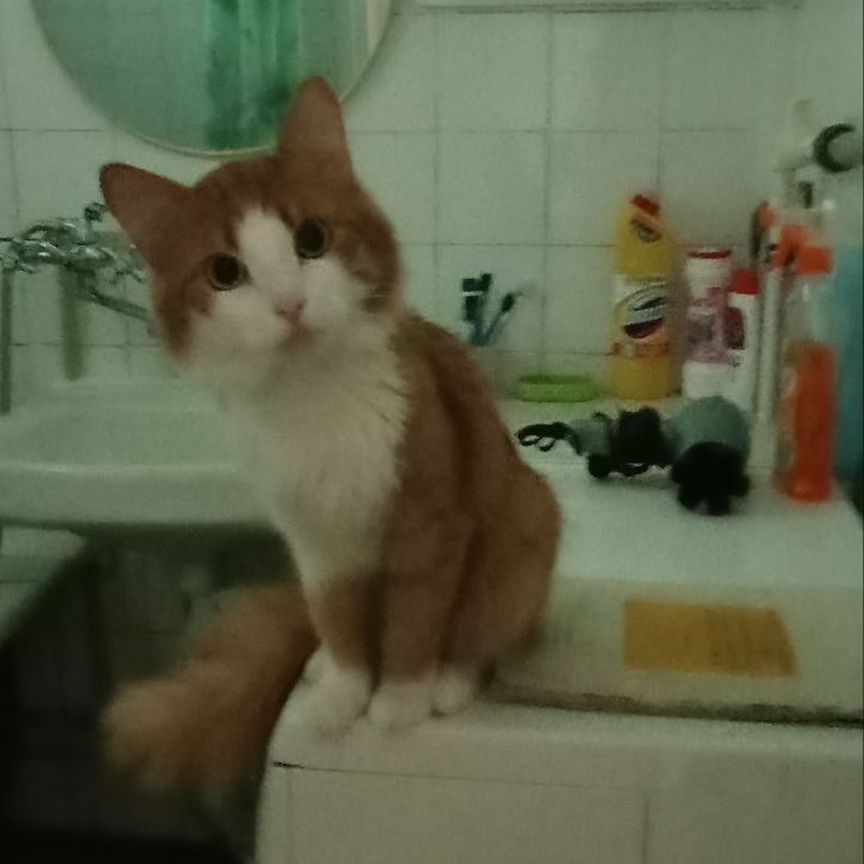 Отдам кота в ответственные руки. Кушает всё к лотк