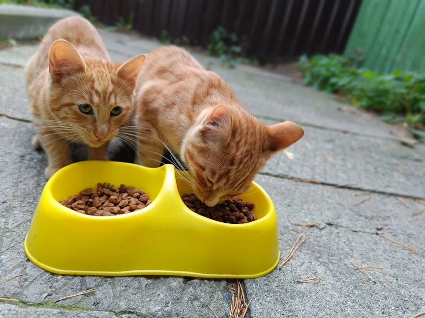 Котик в добрые руки