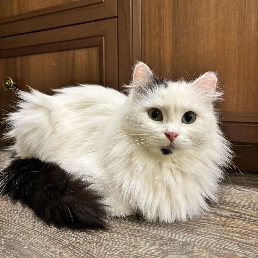 Кошка в добрые руки