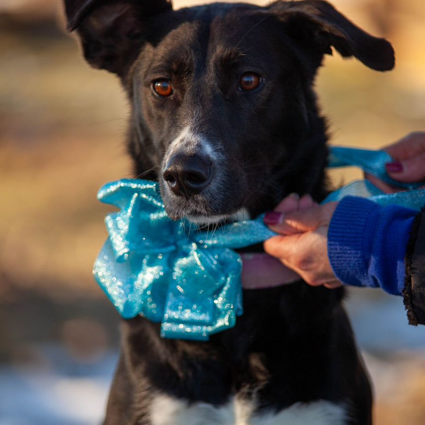 Белла ласковая девочка