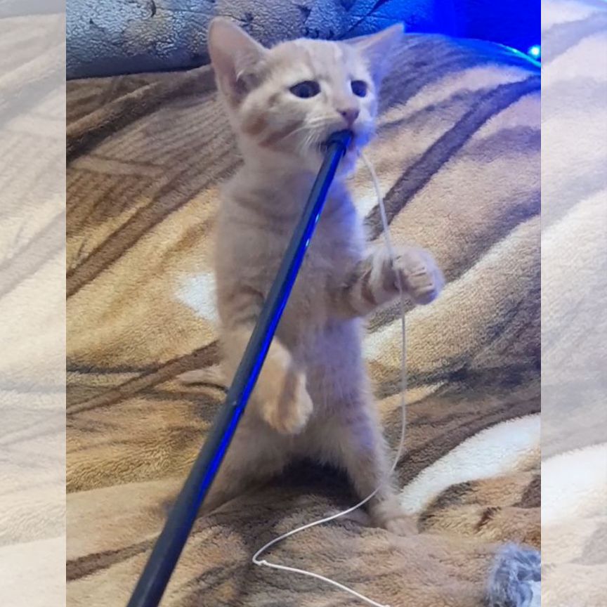 Котёнок в добрые руки