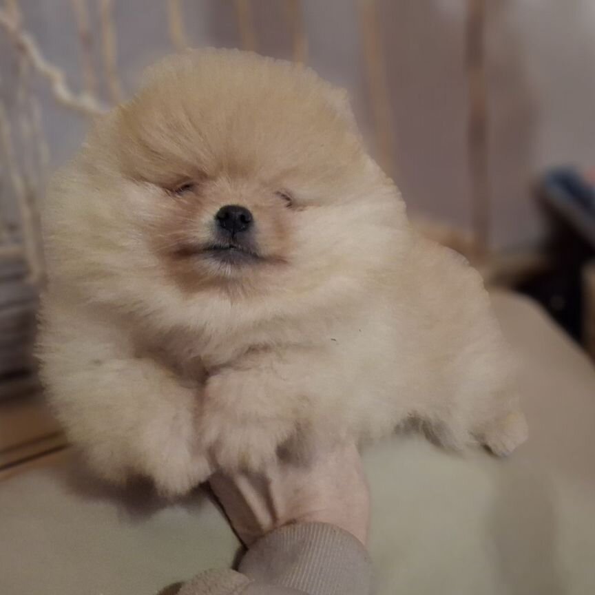 Померанский шпиц, щенок