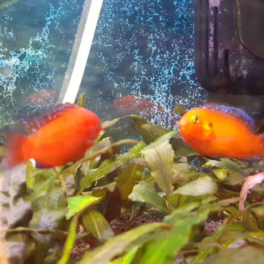 Хемихромис