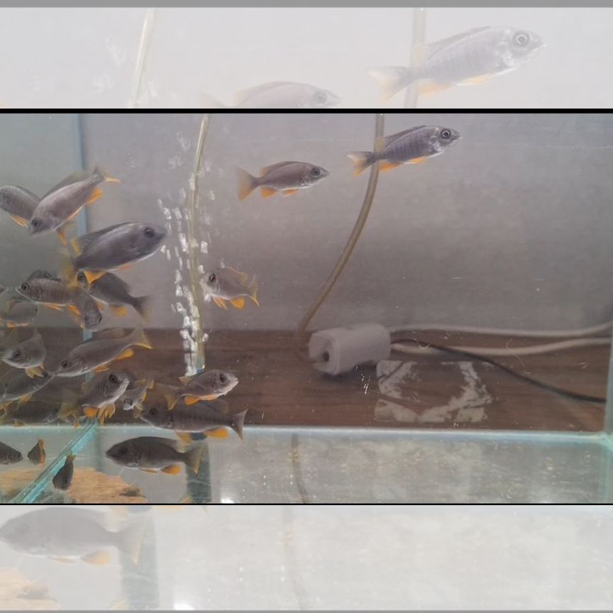 Мальки Копадихромис Каданго и Акара бирюзовая