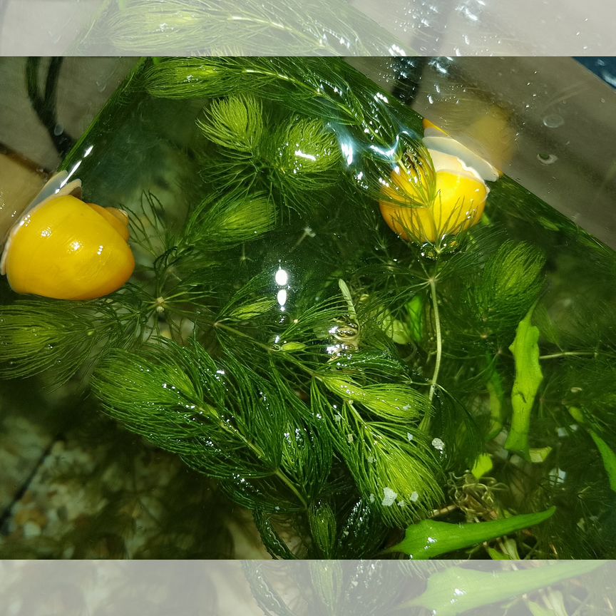 Улитки аквариумные ампулярии