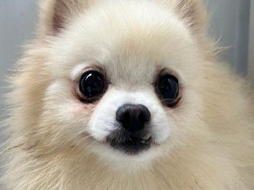 Померанский шпиц мальчик