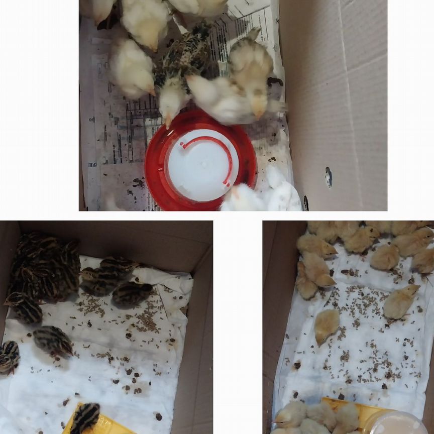 Цыплята суточные