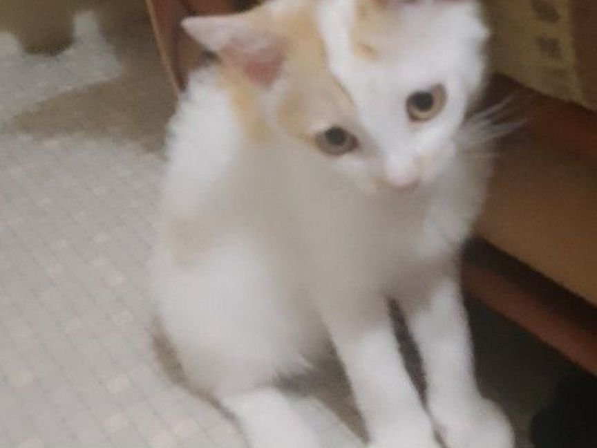 Бело рыжий котенок бесплатно
