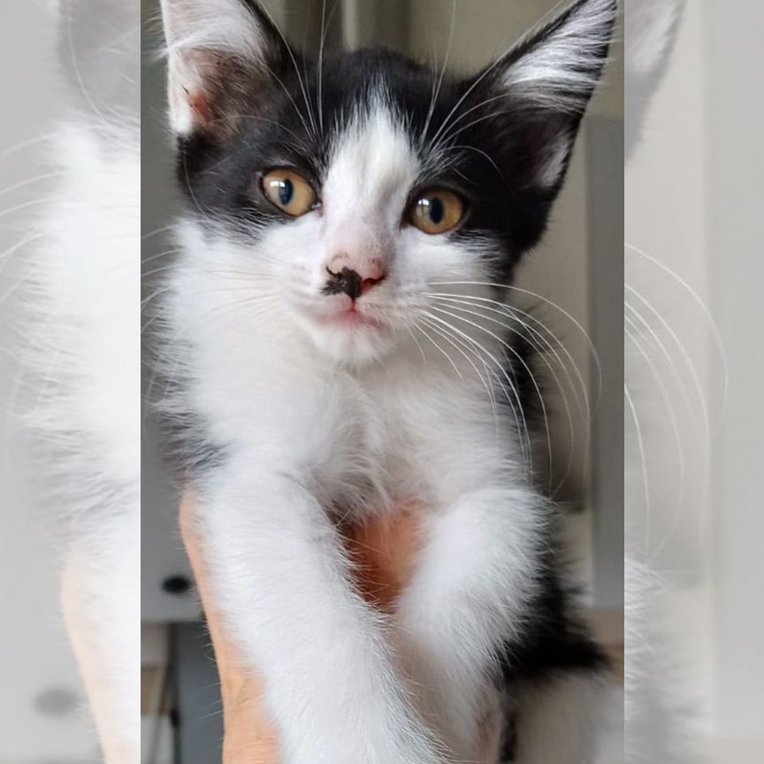 Котенок девочка бесплатно