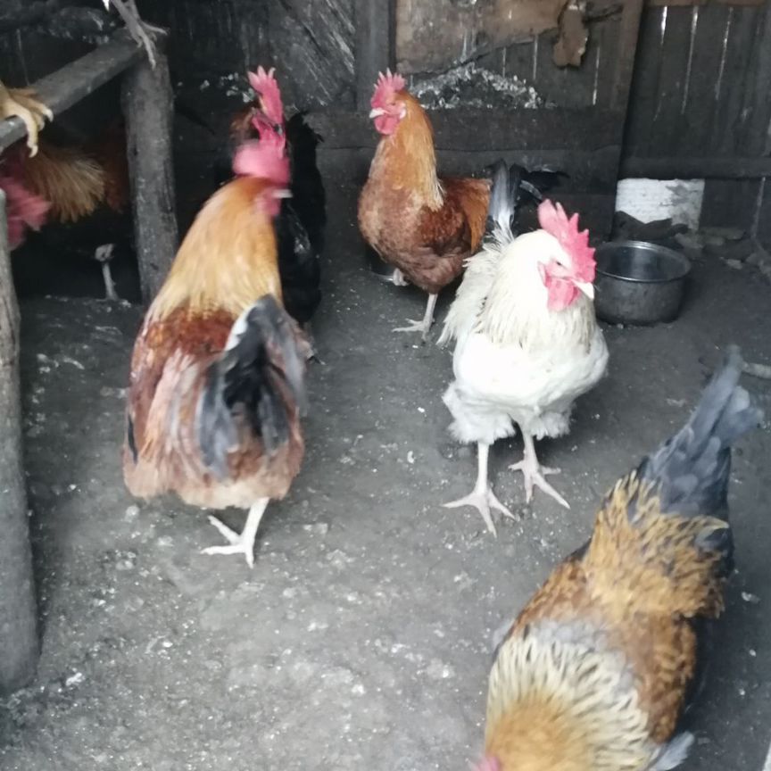 Молодые петухи