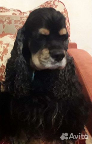 Кокер