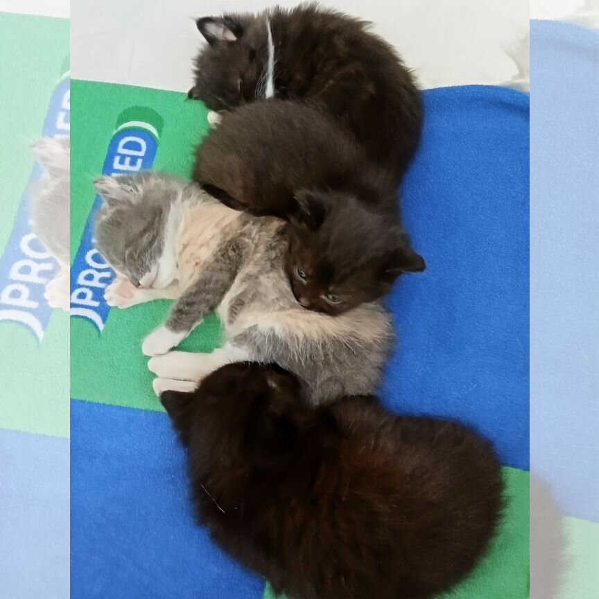 Котёнок в добрые руки