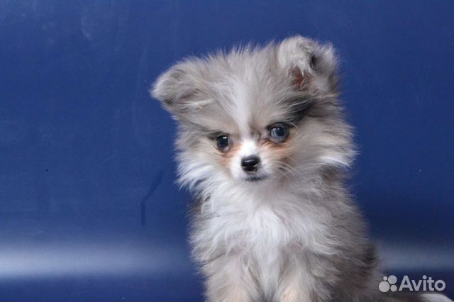 Девочка помчи)