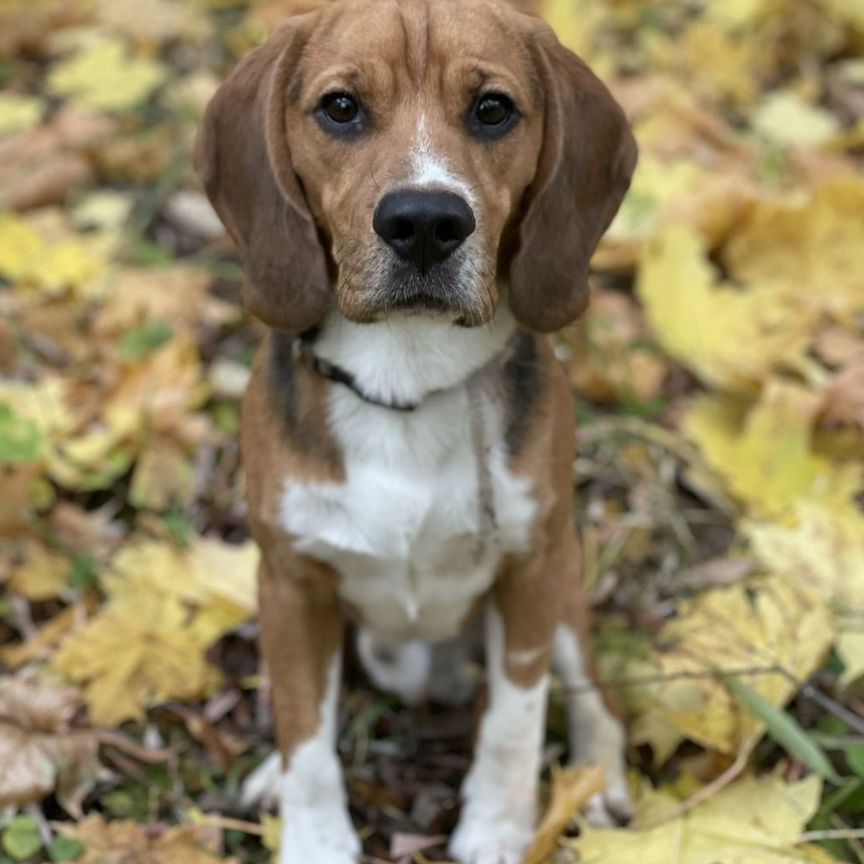 В добрые руки в дом с участком