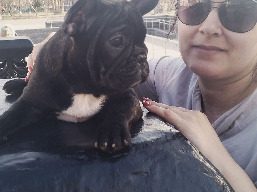 Французский бульдог