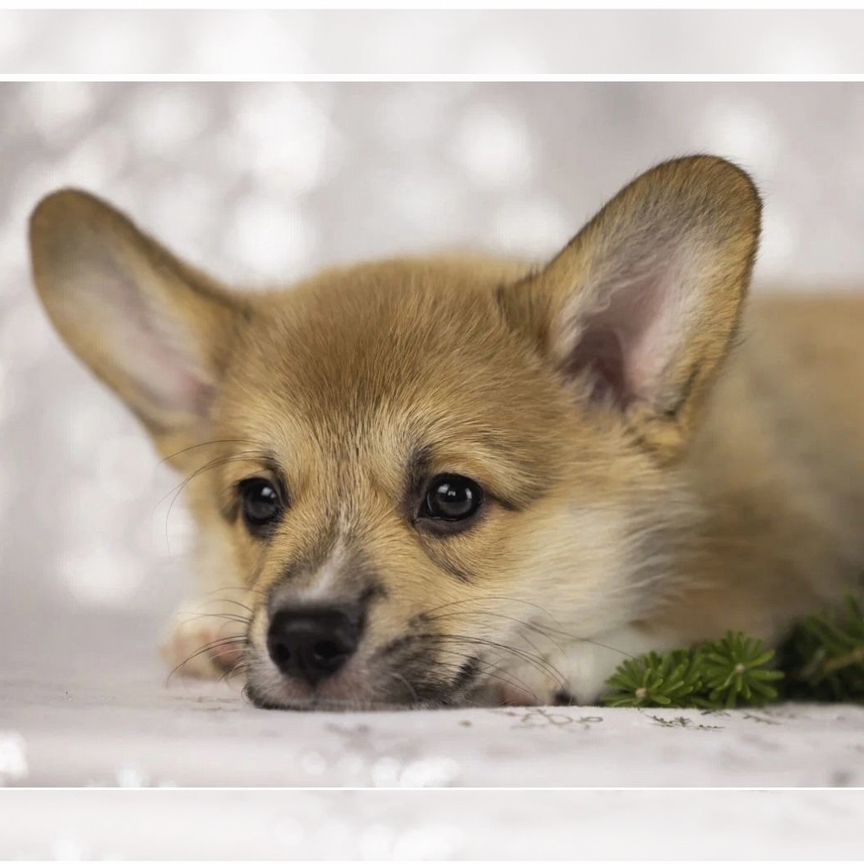 Вельш Корги Пемброк, щенок