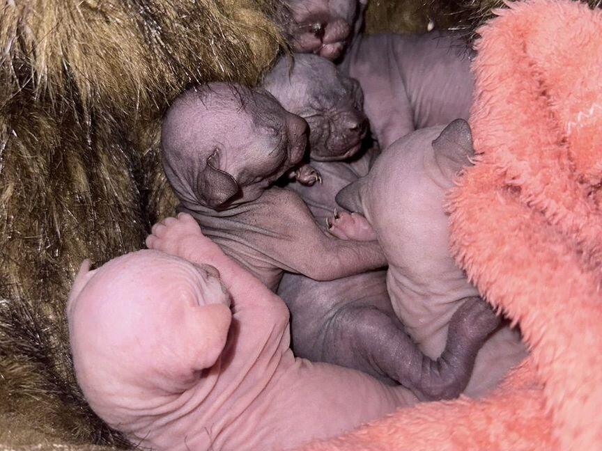 Канадский сфинкс котенок