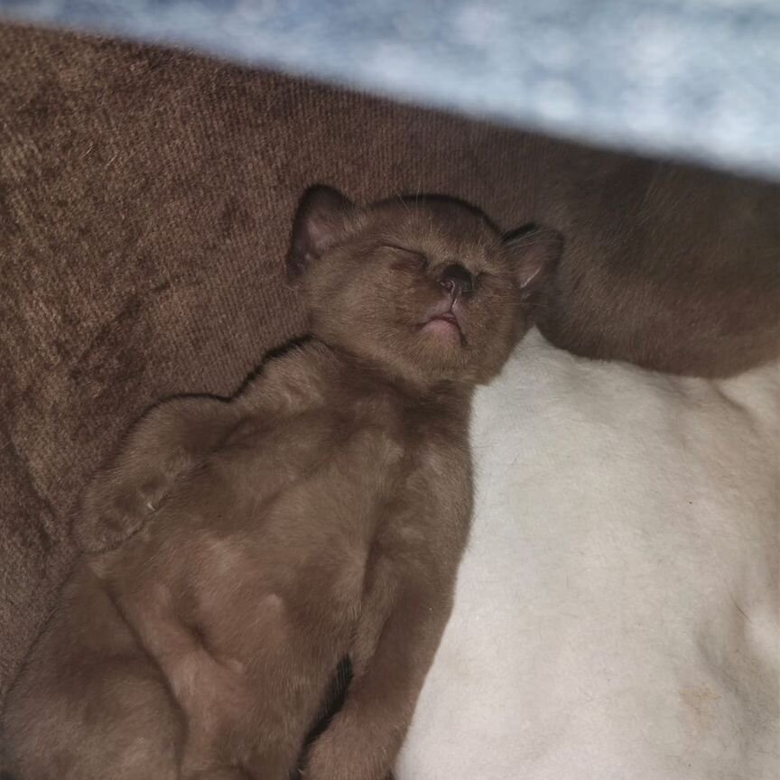 Котенок