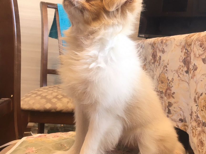 Японский хин