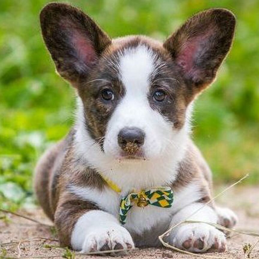 Вельш Корги Кардиган, щенок