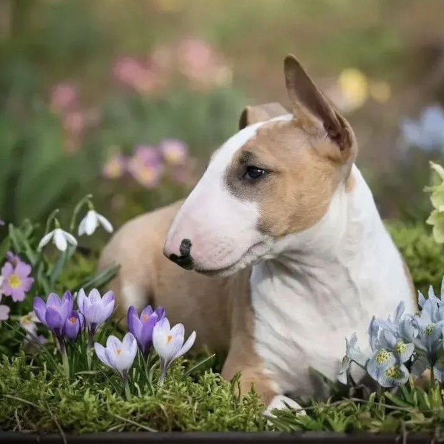 Мини-бультерьер, щенок