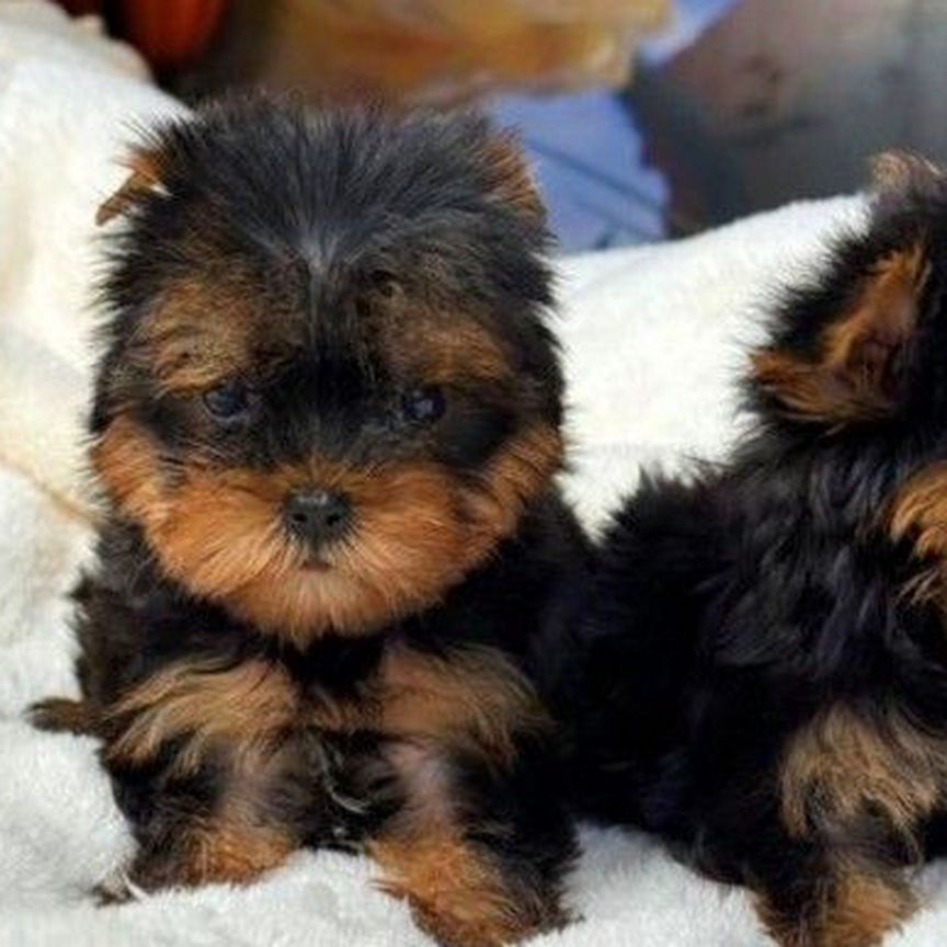 Йоркширский терьер мини