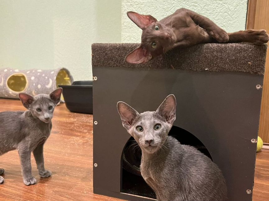 Котята ориентальные рождены