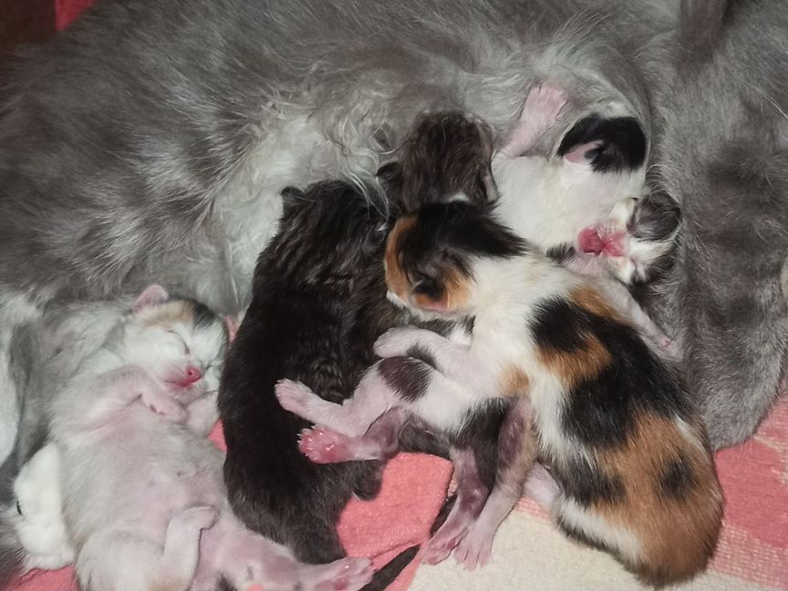 Котята в добрые руки