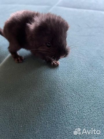Ручная шиншилла