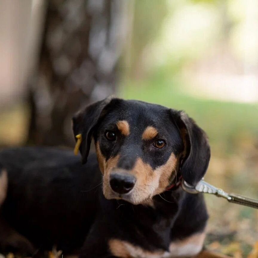 Собака Арабика в добрые руки