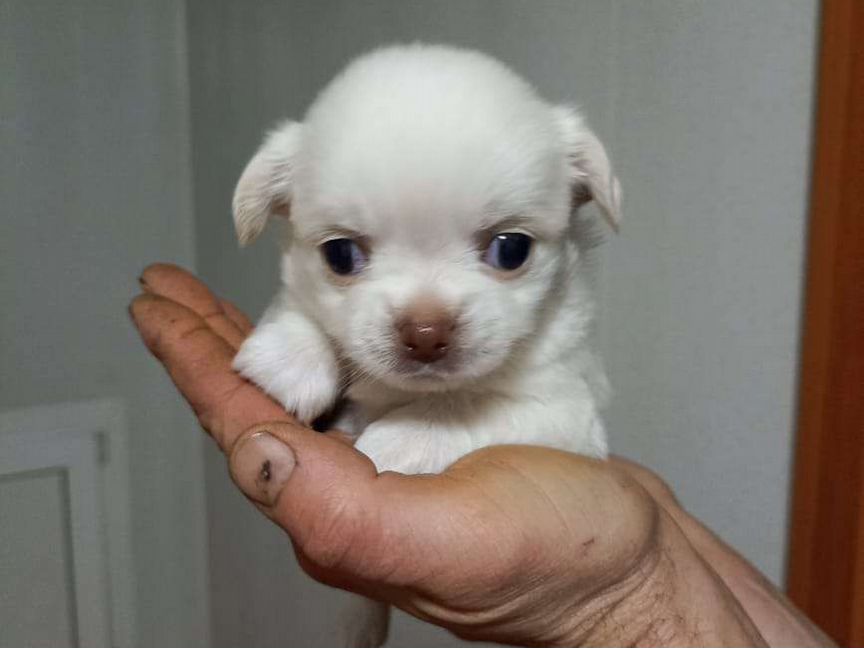 С Р О Ч Н О чихуахуа мини мальчик белогр окраса