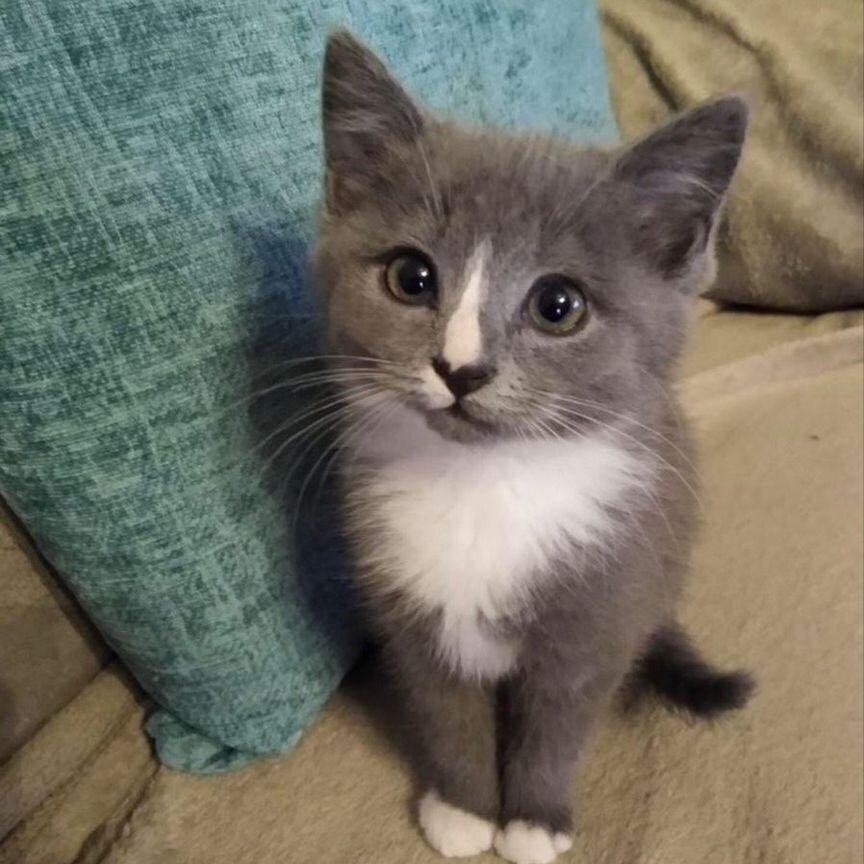 Рисую котят и котиков