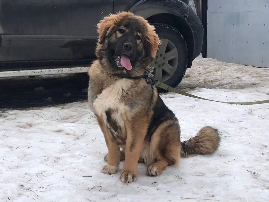 Кавказская овчарка продажа щенков