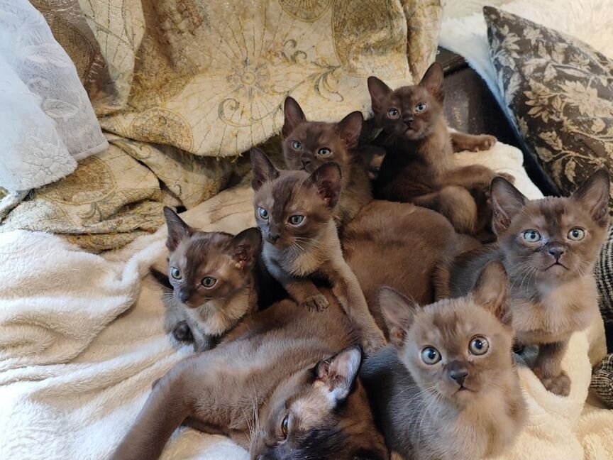 Бурманские котята